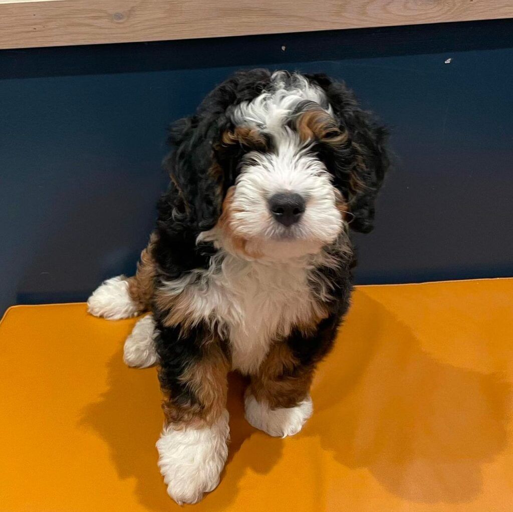 F1 Mini bernedoodle puppies for Sale - Bernedoodle Breeder